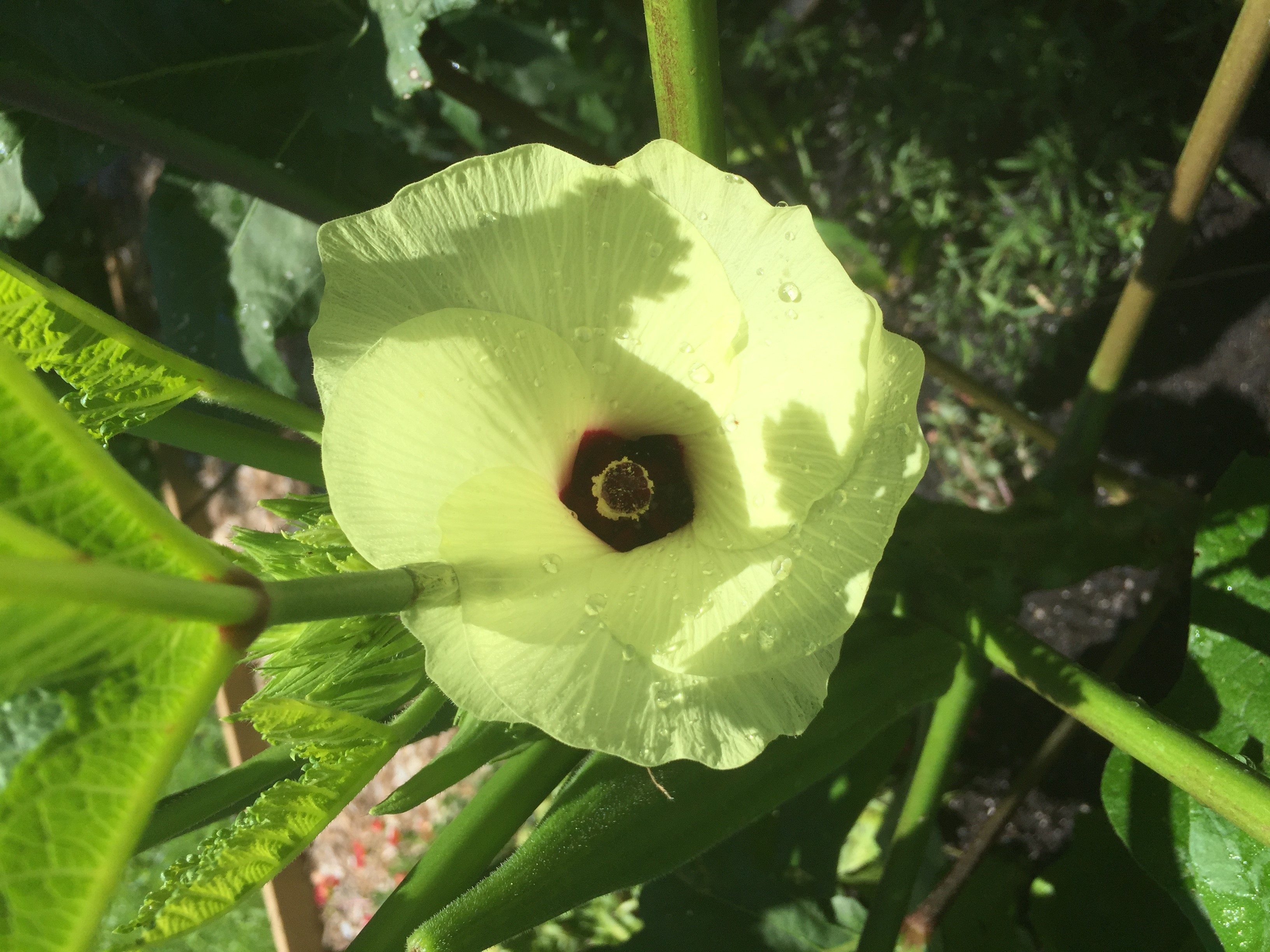 SIPOA Community Garden
