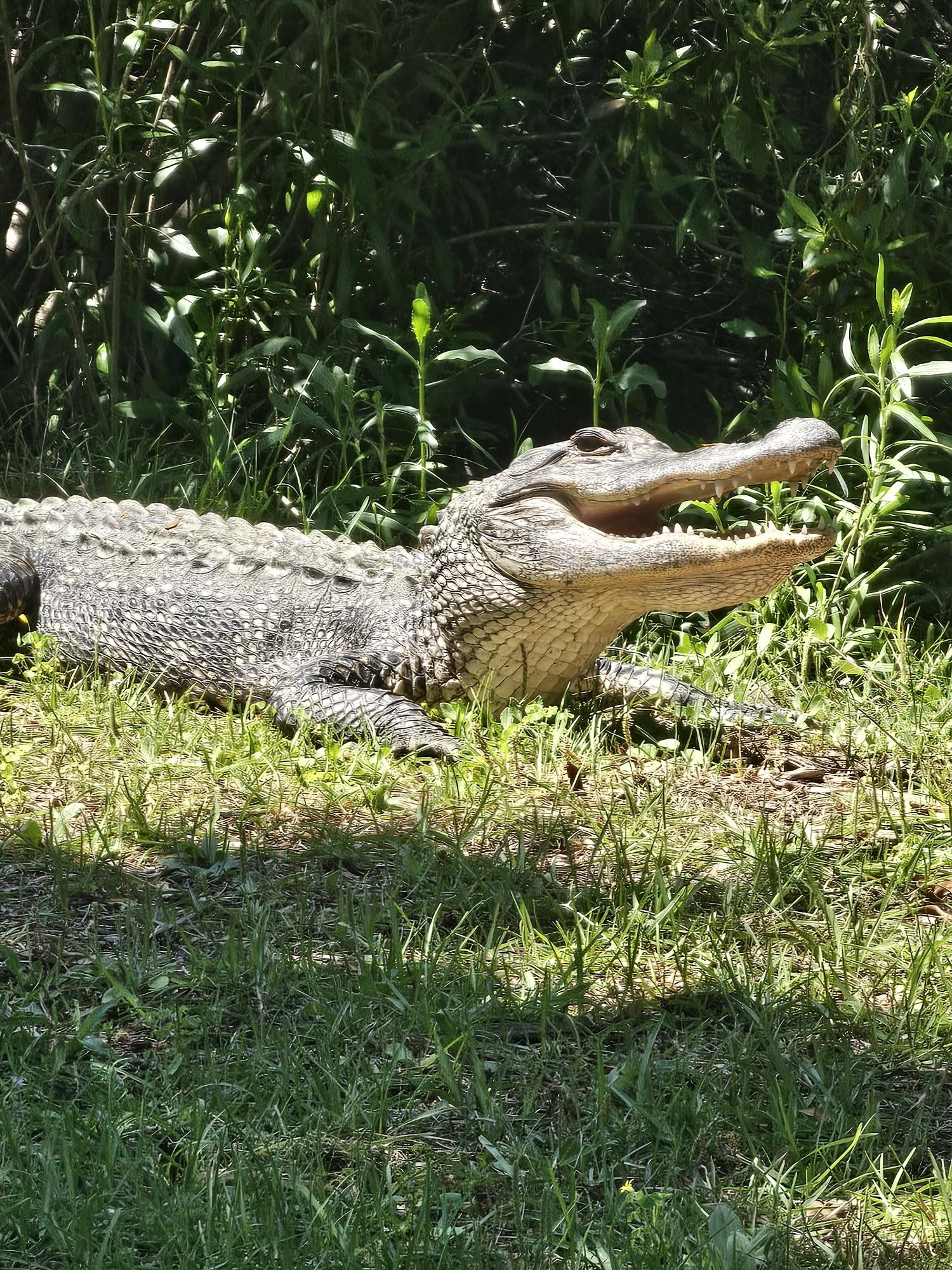 Alligators